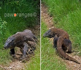 Simpul Biawak & Tarik Mengkarung